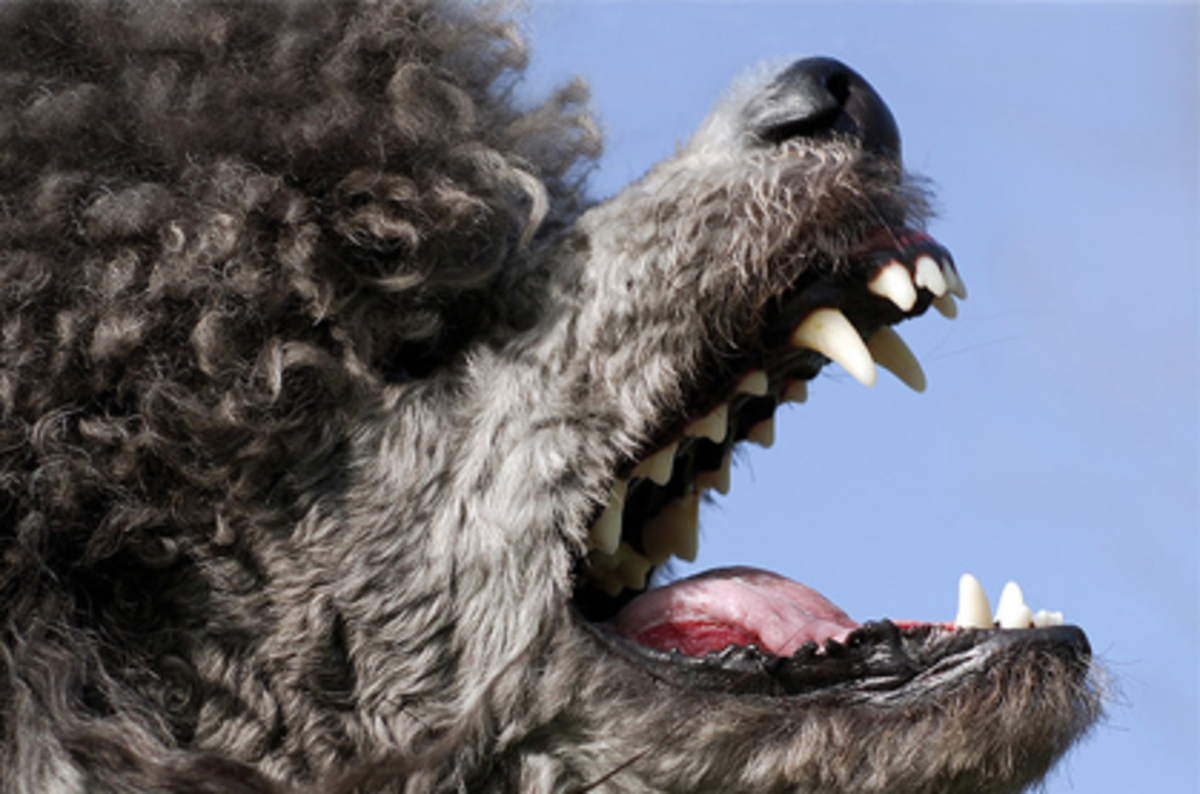 Kill off SSL 3.0 NOW: HTTPS savaged by vicious POODLE • The Register