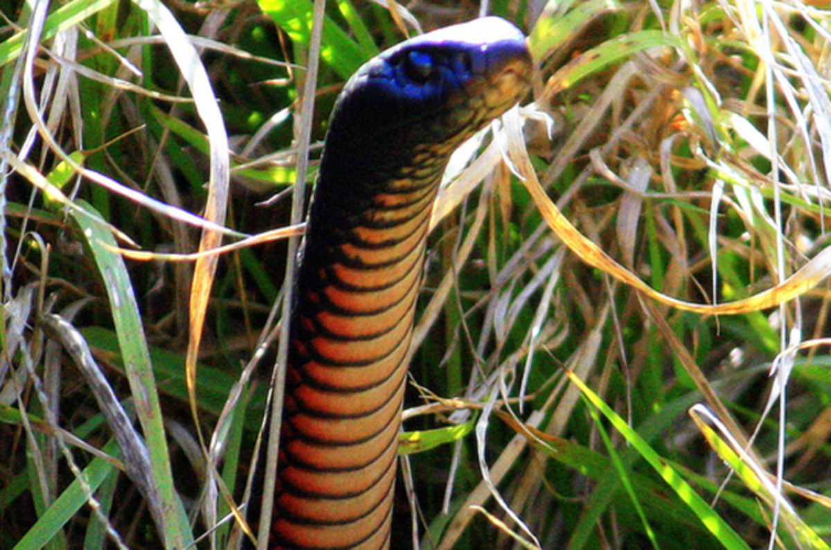 linux-software-nasty-slithers-out-of-online-watering-holes-the-register