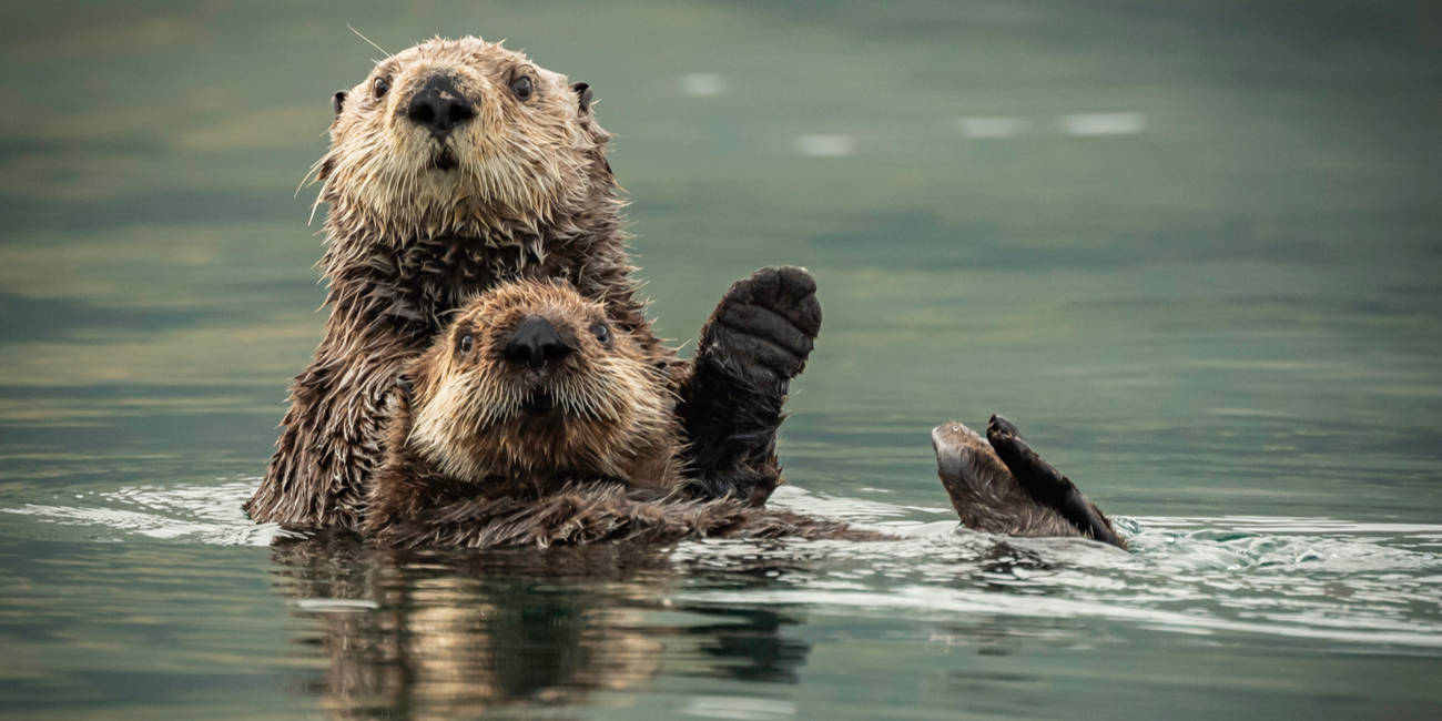 Rapping otters and automated database knob-twiddling: An obvious ...
